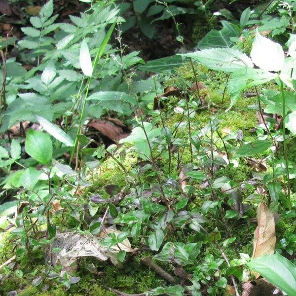Callisia Monandra Care Guide: Water, Soil & Propagation - Plantiary