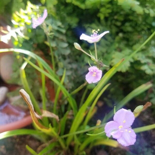 Piedmont Roseling (Callisia Rosea) Plant Care & How to Grow, Water