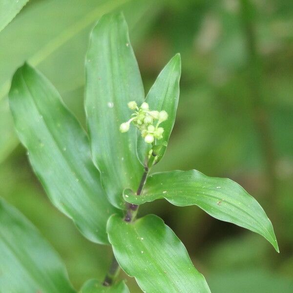 Common Roseling (Callisia Serrulata) Plant Care & How to Grow, Water
