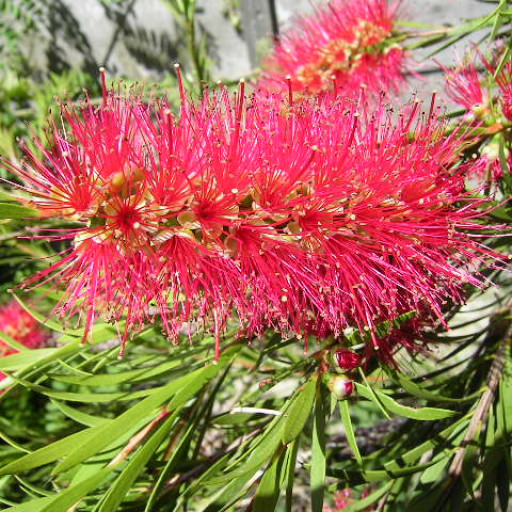 Crimson Bottlebrush (Callistemon Citrinus) Plant Care & How to Grow, Water