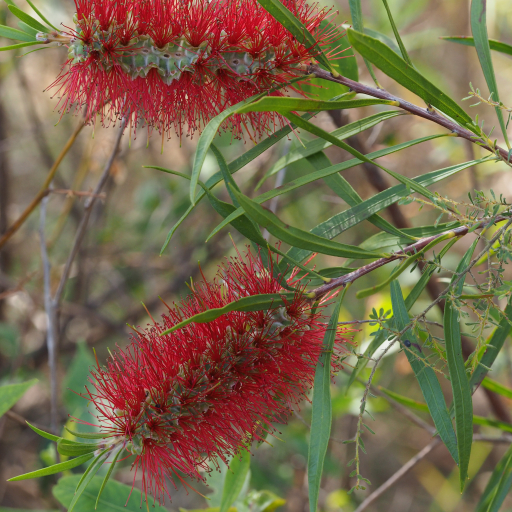 Netted Bottle Brush (Callistemon Linearifolius) Plant Care & How to ...
