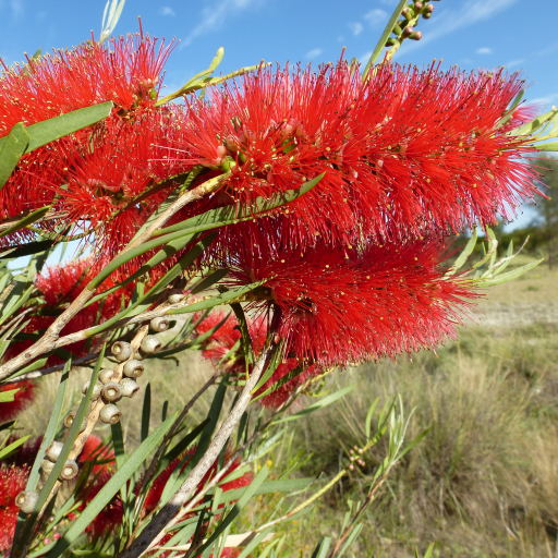Lesser Bottlebrush (Callistemon Phoeniceus) Plant Care & How to Grow, Water