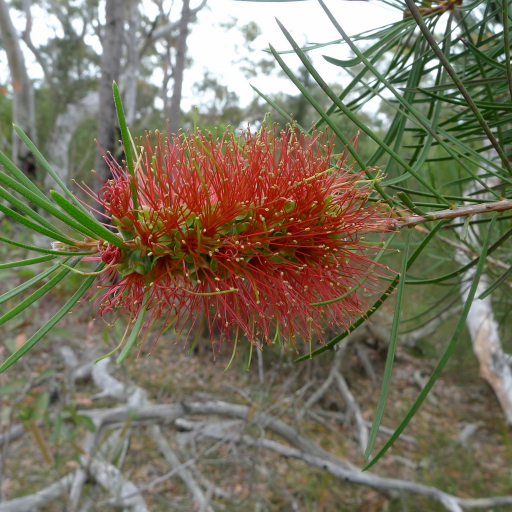 Callistemon Pinifolius Plant Care & How to Grow, Water