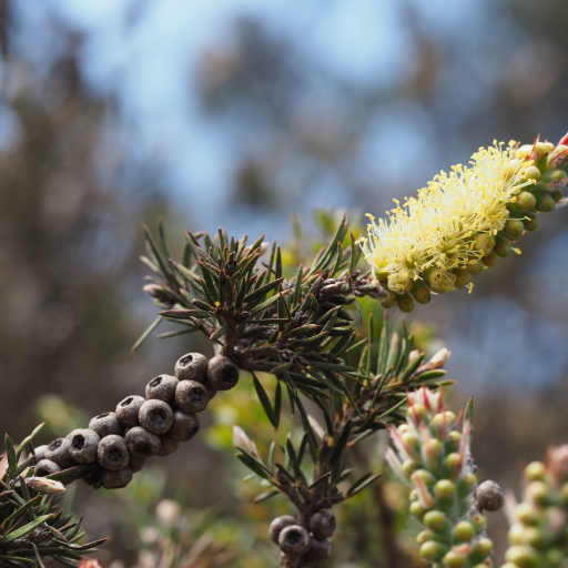 Alpine Bottlebrush (Callistemon Pityoides) Plant Care & How to Grow, Water