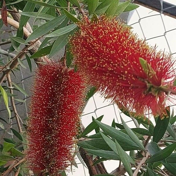 Callistemon Polandii Plant Care & How to Grow, Water