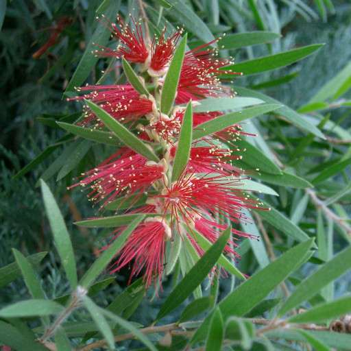 Weeping Bottlebrush (Callistemon Viminalis) Plant Care & How to Grow, Water