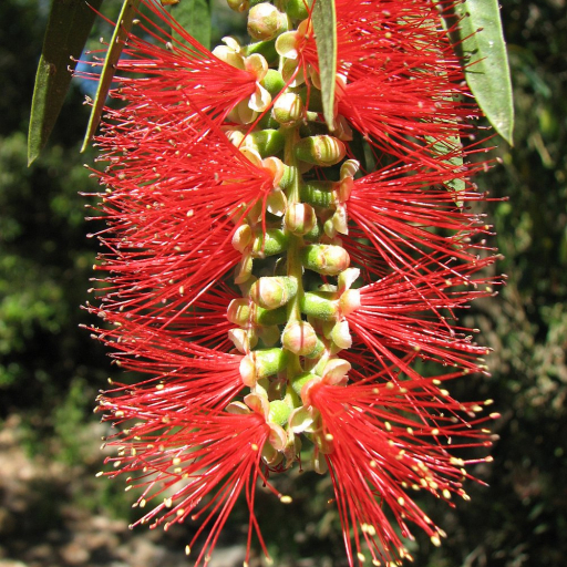 Bottlebrushes (Callistemon) Plant Care & How to Grow, Water