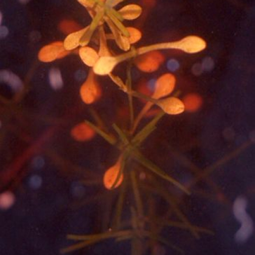 Pedunculate Water-Starwort (Callitriche Brutia) Plant Care & How to ...