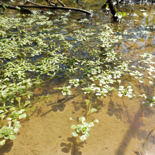 Bolander's Water-Starwort (Callitriche Heterophylla) Plant Care & How ...