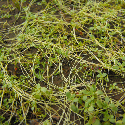 Winged Water-Starwort (Callitriche Marginata) Plant Care & How to Grow ...