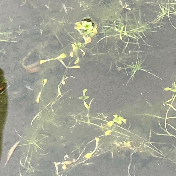 Alpine Water Starwort (Callitriche Nubigena) Plant Care & How to Grow ...