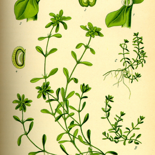 Vernal Water-starwort (Callitriche Palustris) Plant Care & How to Grow ...