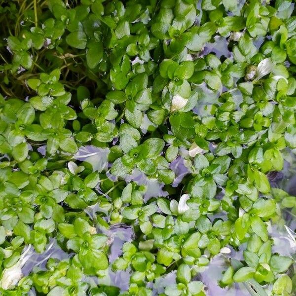 Various-leaved Water-starwort (Callitriche Platycarpa) Plant Care & How ...