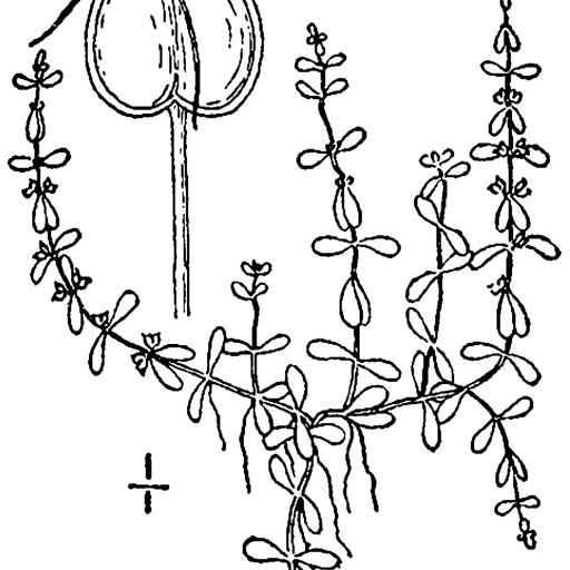 Terrestrial Water-starwort (Callitriche Terrestris) Plant Care & How to ...