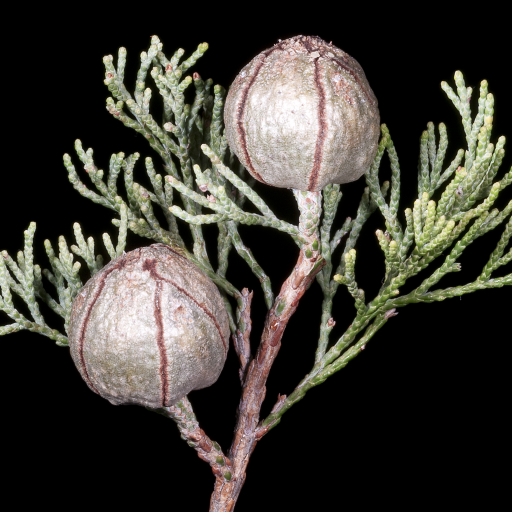 Scrubby Cypress Pine (Callitris Canescens) Plant Care & How to Grow, Water