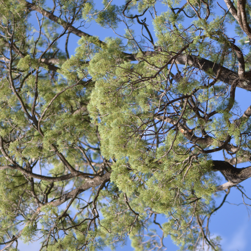 Bribie Island-Pine (Callitris Columellaris) Plant Care & How to Grow, Water