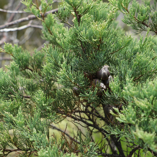 Dwarf Cypress-Pine (Callitris Monticola) Plant Care & How to Grow, Water