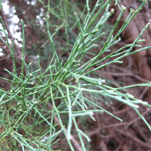 Dwarf Cypress Pine (Callitris Oblonga) Plant Care & How to Grow, Water