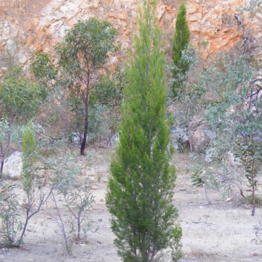 Rottnest Island Cypress Pine (Callitris Preissii) Plant Care & How to ...