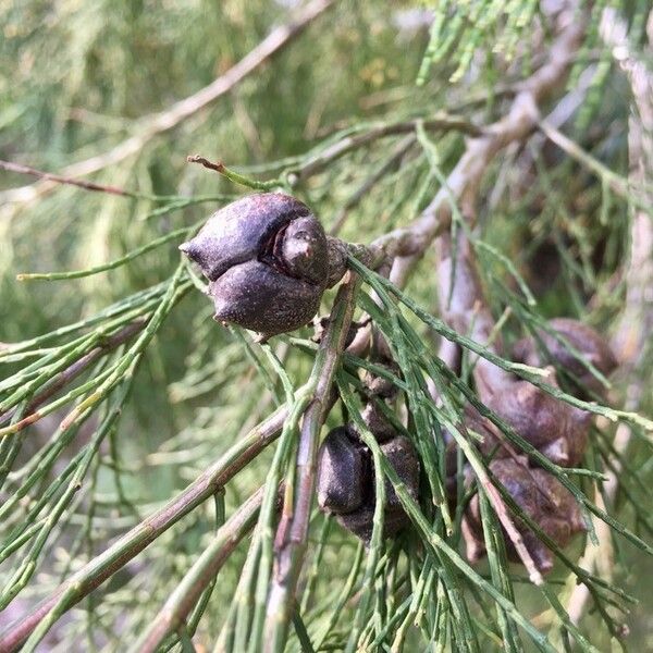 Roe's Cypress-pine (Callitris Roei) Plant Care & How to Grow, Water