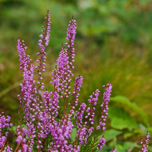 Common Heather (Calluna Vulgaris) Plant Care & How to Grow, Water