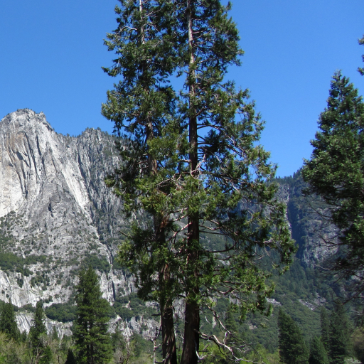 Californian Incense-Cedar (Calocedrus Decurrens) Plant Care & How to ...
