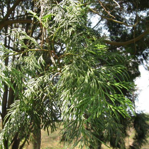Taiwan Incense-Cedar (Calocedrus Formosana) Plant Care & How to Grow, Water