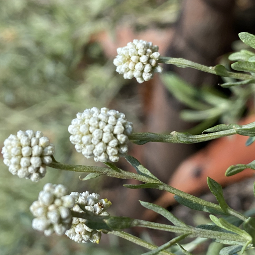 Calocephalus Lacteus Plant Care & How to Grow, Water