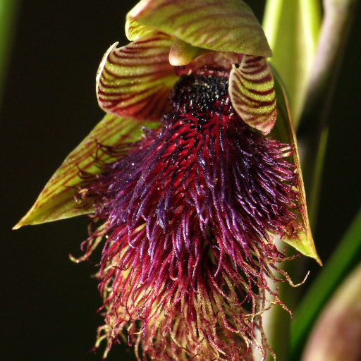 Purple Beard Orchid (Calochilus Platychilus) Plant Care & How to Grow ...