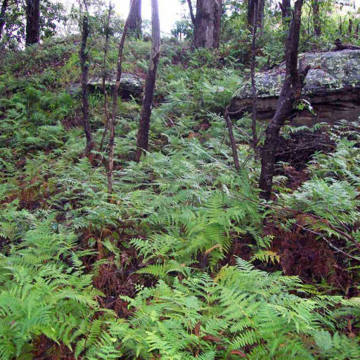 Common Ground Fern (Calochlaena Dubia) Plant Care & How to Grow, Water