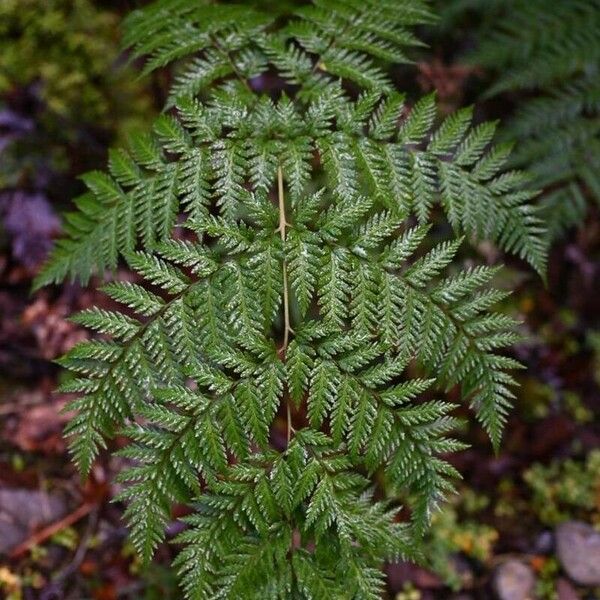 Calochlaena Straminea Plant Care & How to Grow, Water