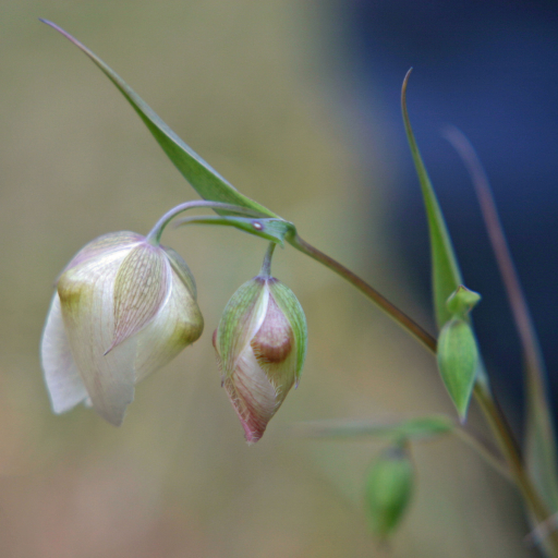 White Globe Lily (Calochortus Albus) Plant Care & How to Grow, Water