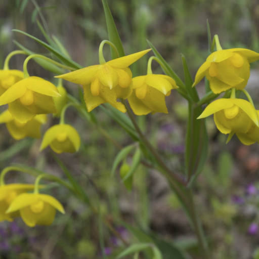 Short Lily (Calochortus Amabilis) Plant Care & How to Grow, Water