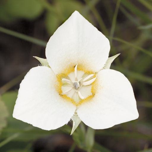 Pointedtip Mariposa Lily (Calochortus Apiculatus) Plant Care & How to ...