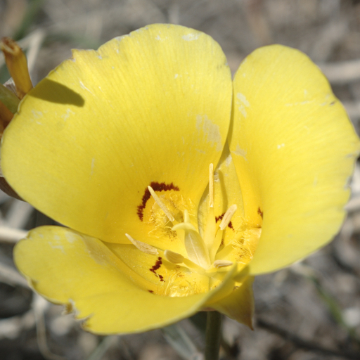 Golden Mariposa Lily (Calochortus Aureus) Plant Care & How to Grow, Water