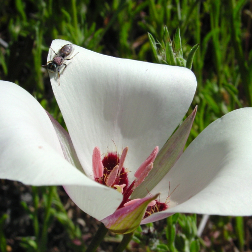 Catalina Mariposa-Lily (Calochortus Catalinae) Plant Care & How to Grow ...