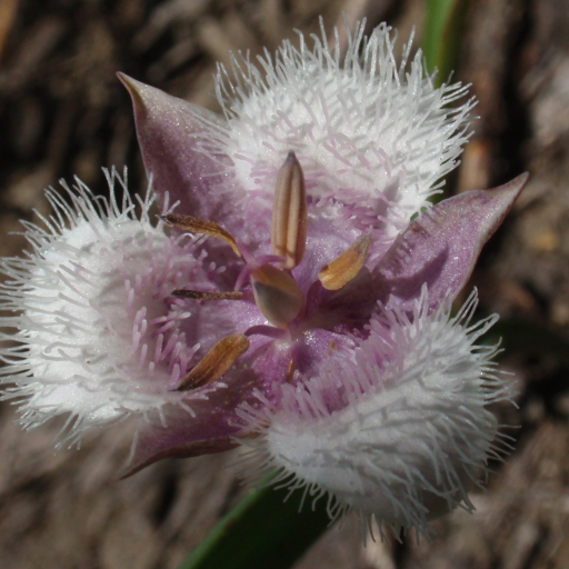 Beavertail Grass (Calochortus Coeruleus) Plant Care & How to Grow, Water