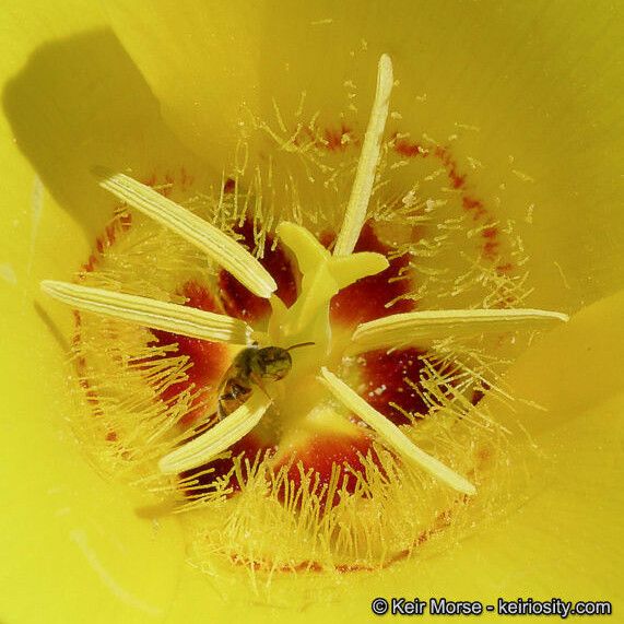 Goldenbowl Mariposa Lily (Calochortus Concolor) Plant Care & How to ...