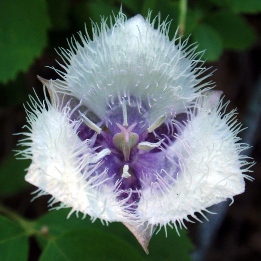 Elegant Mariposa Lily (Calochortus Elegans) Plant Care & How to Grow, Water