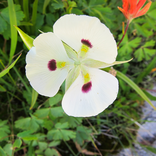 White Mariposa Lily (Calochortus Eurycarpus) Plant Care & How to Grow ...