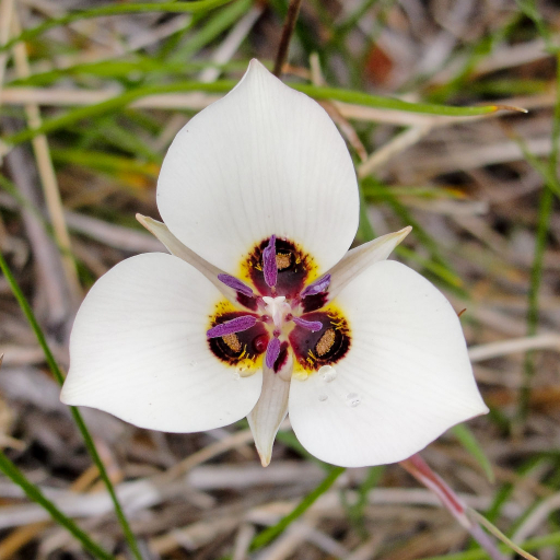 Inyo Star-Tulip (Calochortus Excavatus) Plant Care & How to Grow, Water