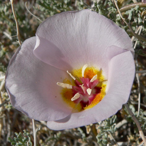 Winding Mariposa Lily (Calochortus Flexuosus) Plant Care & How to Grow ...