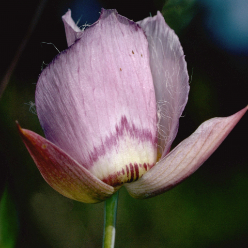 Greene's Mariposa Lily (Calochortus Greenei) Plant Care & How to Grow ...