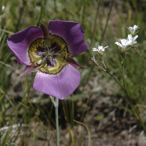 Gunnison's Mariposa Lily (Calochortus Gunnisonii) Plant Care & How to ...