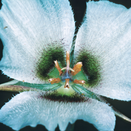 Howell's Mariposa Lily (Calochortus Howellii) Plant Care & How to Grow ...