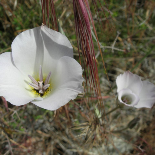 Plain Mariposa Lily (Calochortus Invenustus) Plant Care & How to Grow ...