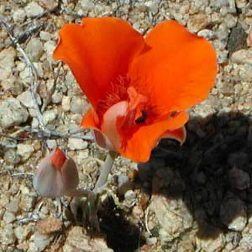 Scarlet Poppy (Calochortus Kennedyi) Plant Care & How to Grow, Water