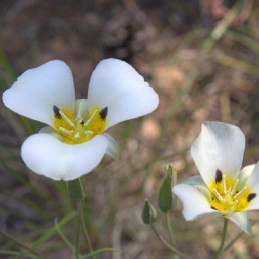 Smokey Mariposa (Calochortus Leichtlinii) Plant Care & How to Grow, Water