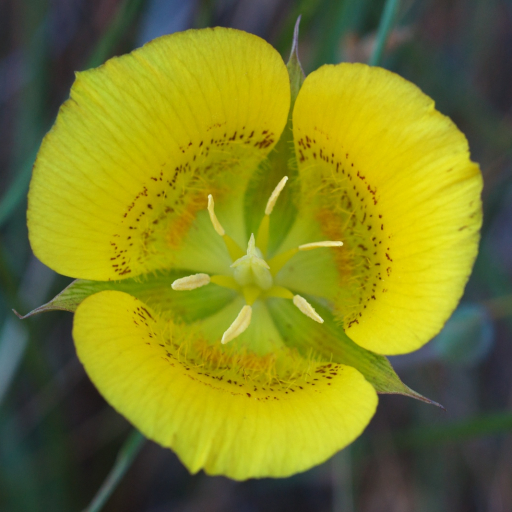 Gold Nuggets (Calochortus Luteus) Plant Care & How to Grow, Water