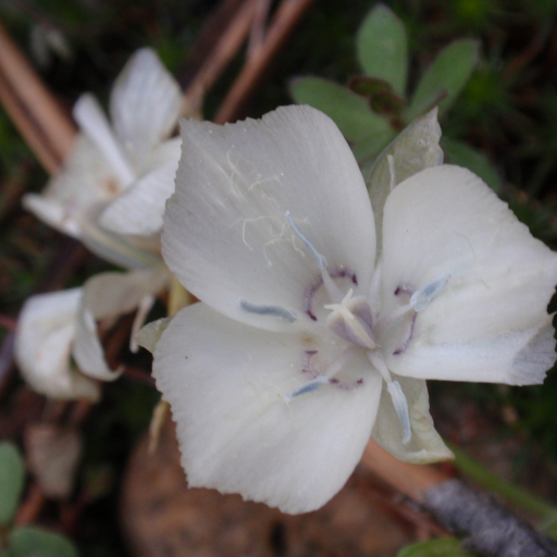 Sierran Mariposa-Lily (Calochortus Minimus) Plant Care & How to Grow, Water